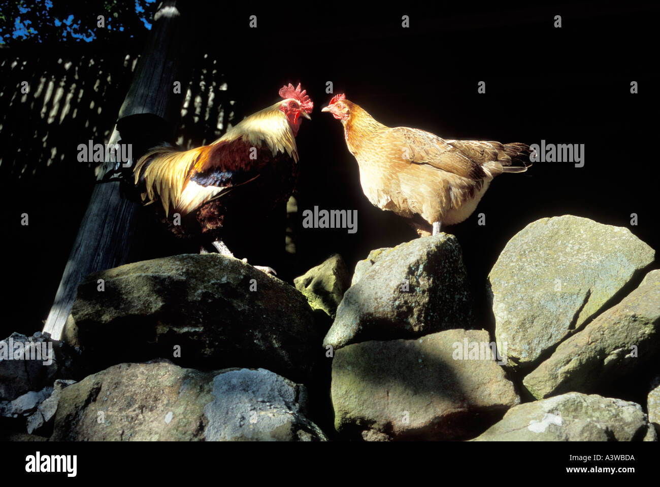 A Cockrel and Hen on a drystone wall North Yorkshire England UK Stock ...