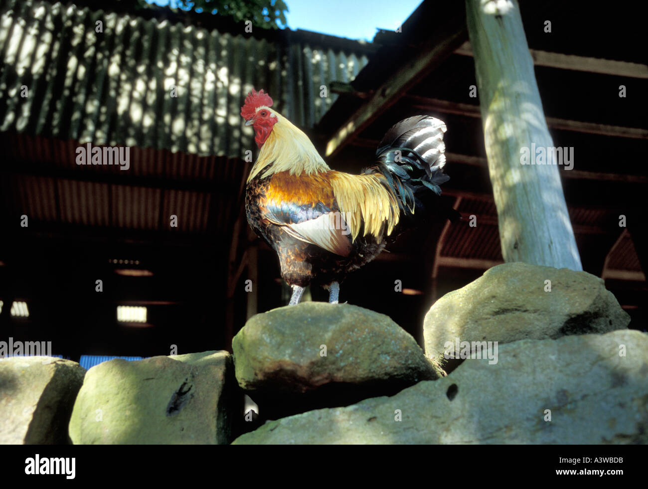 A Cockrel on a drystone wall North Yorkshire England UK Stock Photo - Alamy