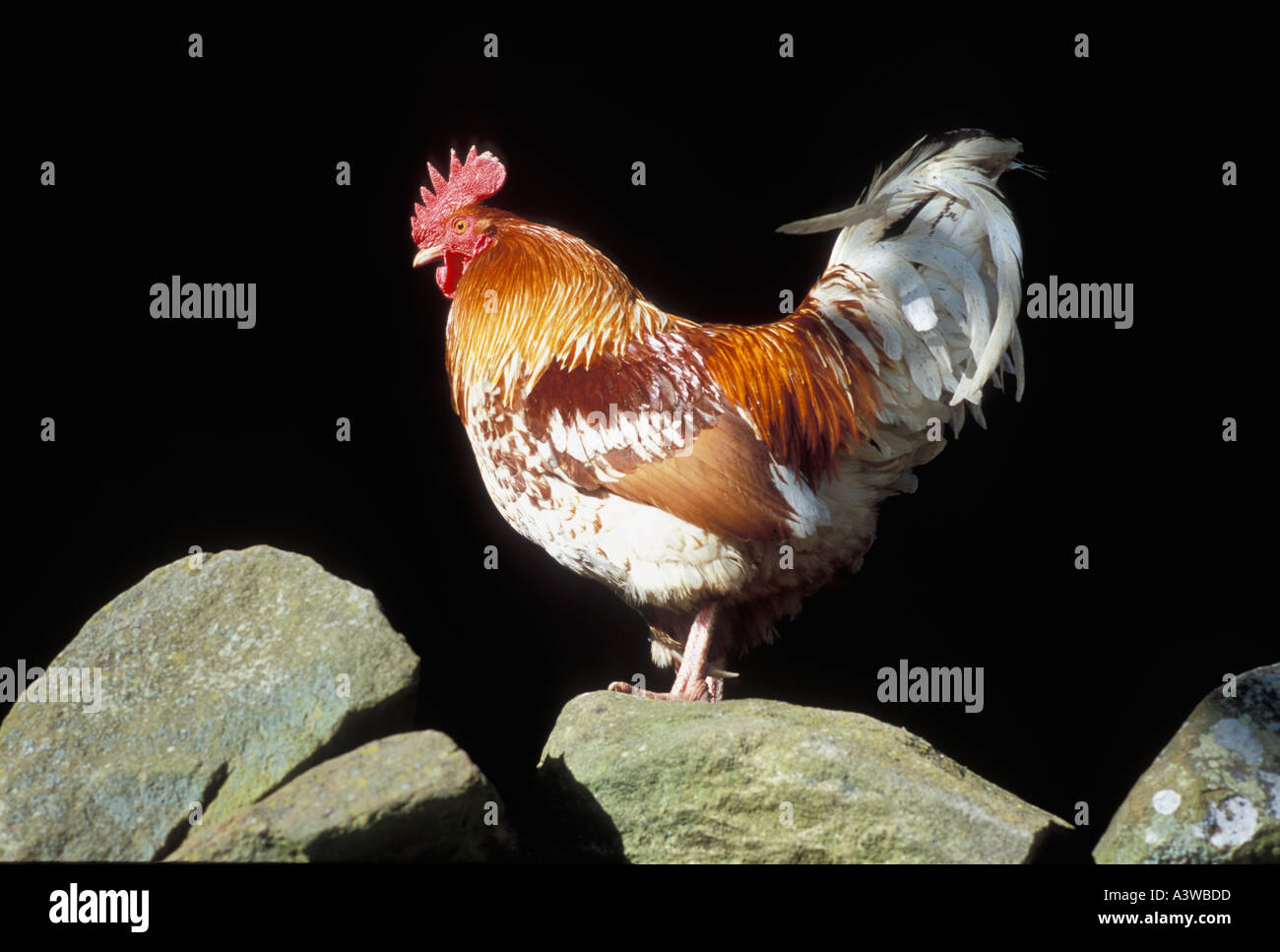 A Cockrel on a drystone wall North Yorkshire England UK Stock Photo - Alamy