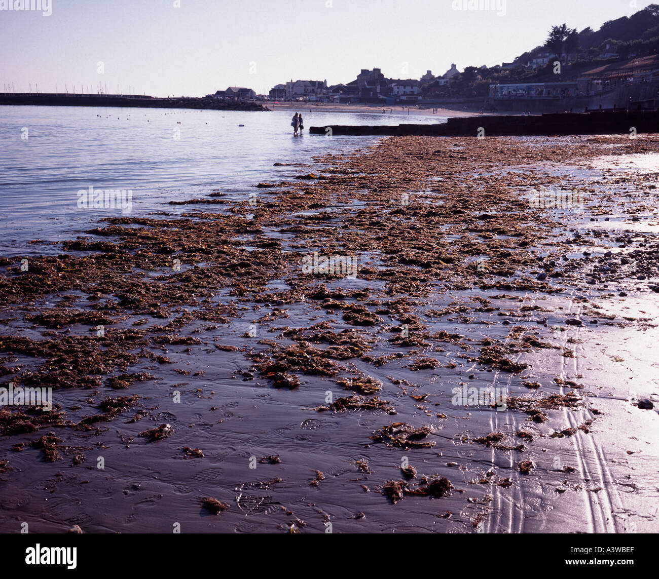 The beach at Lyme Regis in the late afternoon Dorset UK Stock Photo - Alamy