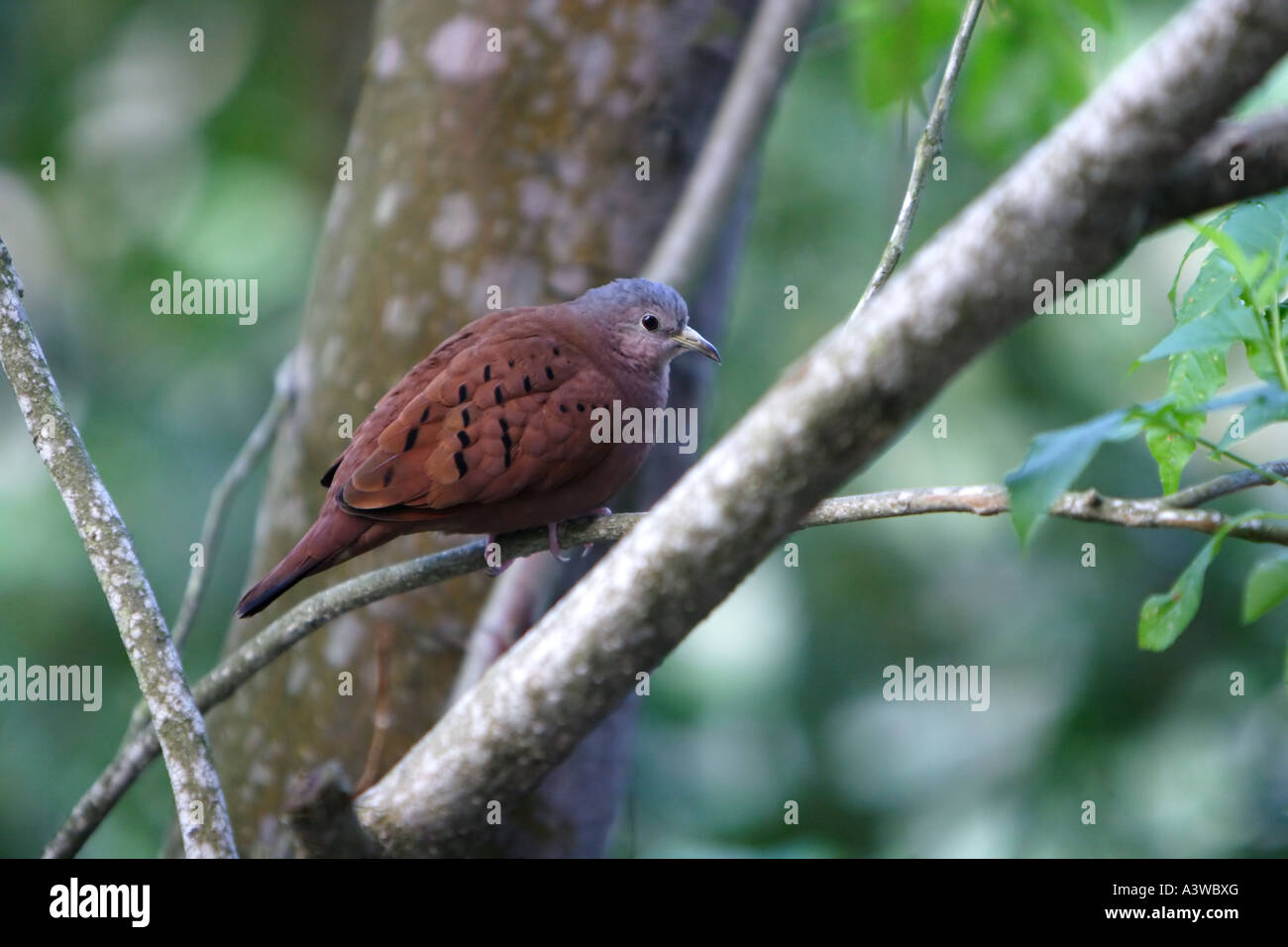 A Ruddy Ground Dove (Columbina talpacoti) perches in a rainforest tree ...