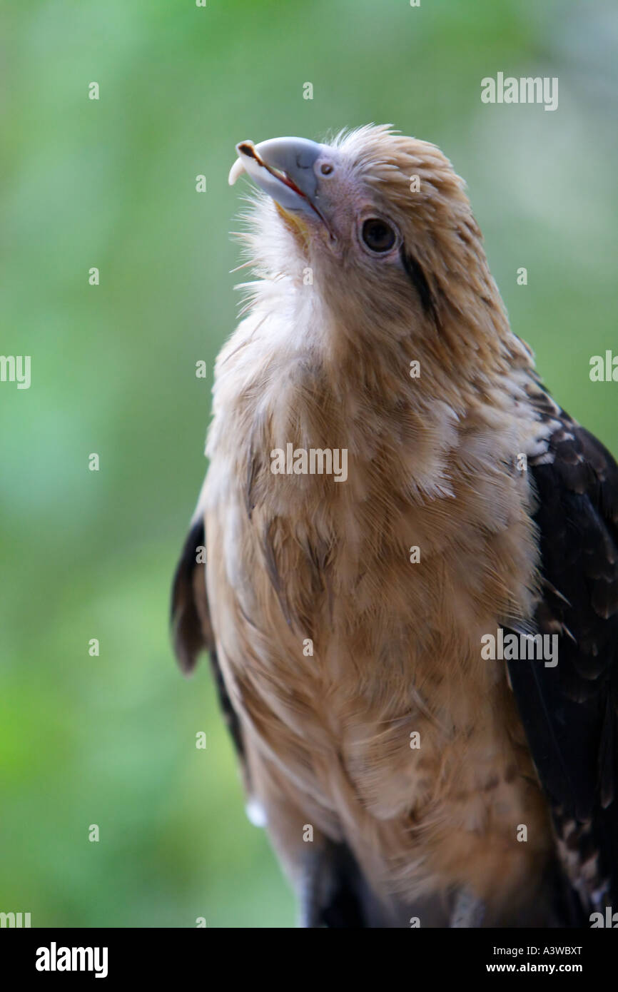 Deformed Bird High Resolution Stock Photography and Images - Alamy