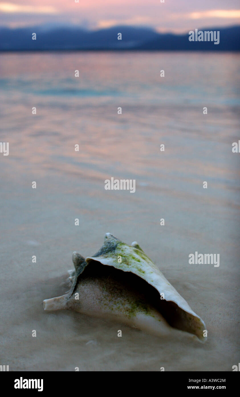 A conch shell on a beach in the San Blas Islands of Panama Stock Photo ...