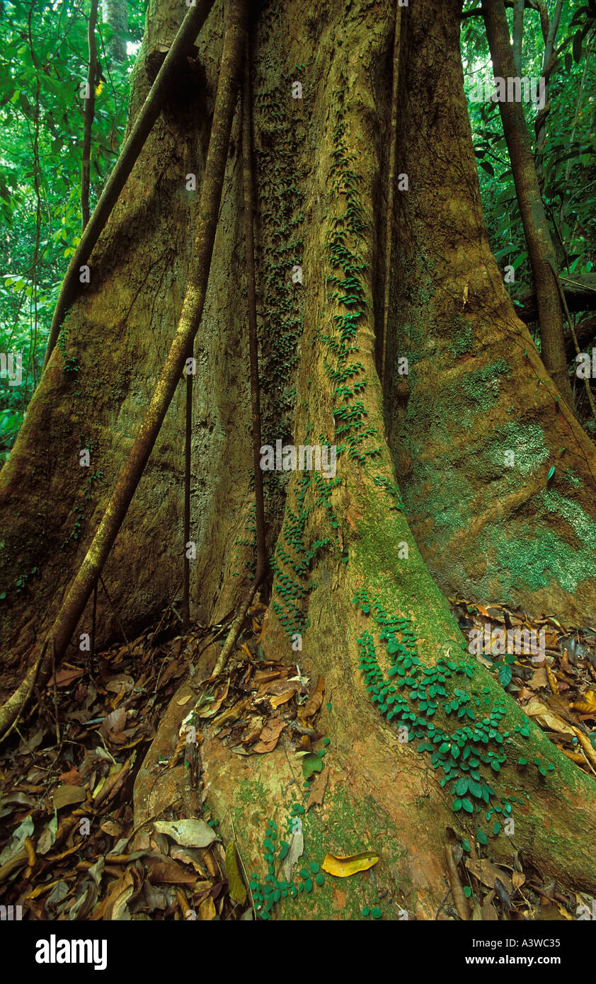 Primary rainforest Langkawi Malaysia Stock Photo - Alamy
