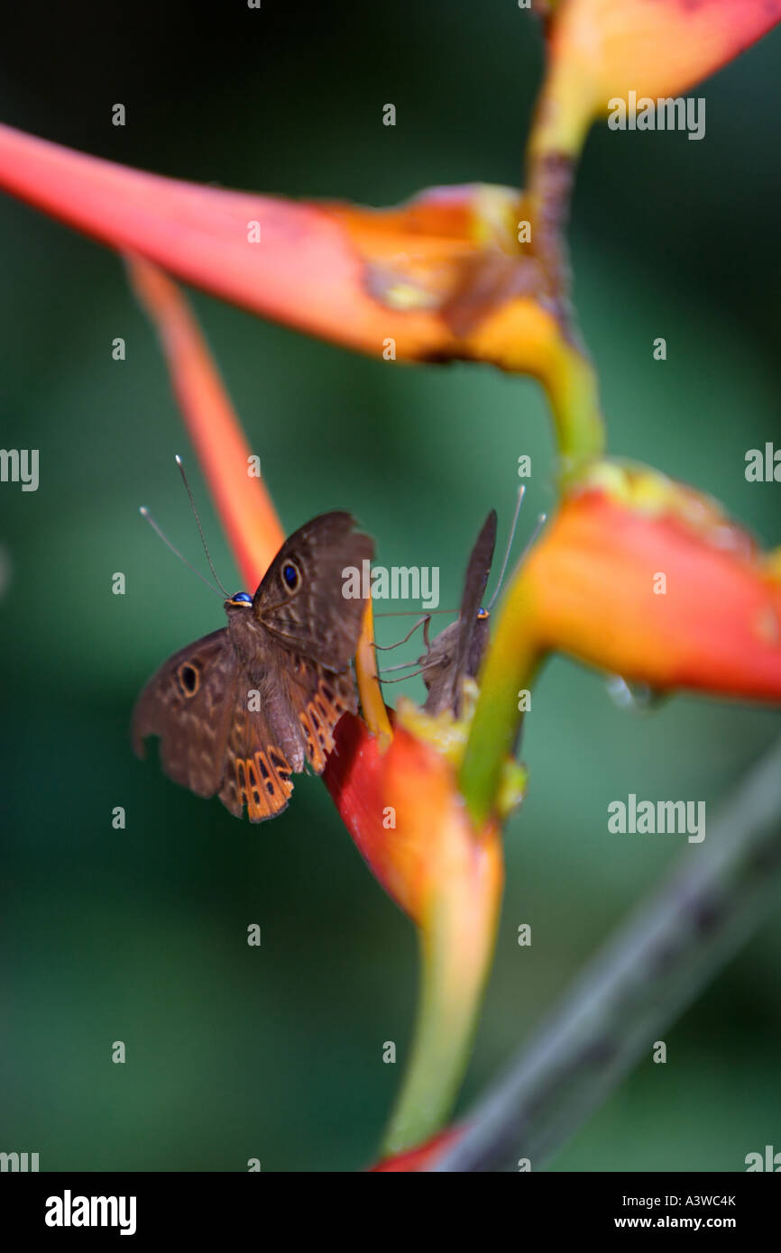Two butterflies perched on bird of paradise flower (Heliconia sp ...
