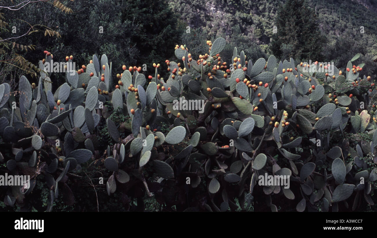 Cactus corfu hi-res stock photography and images - Alamy