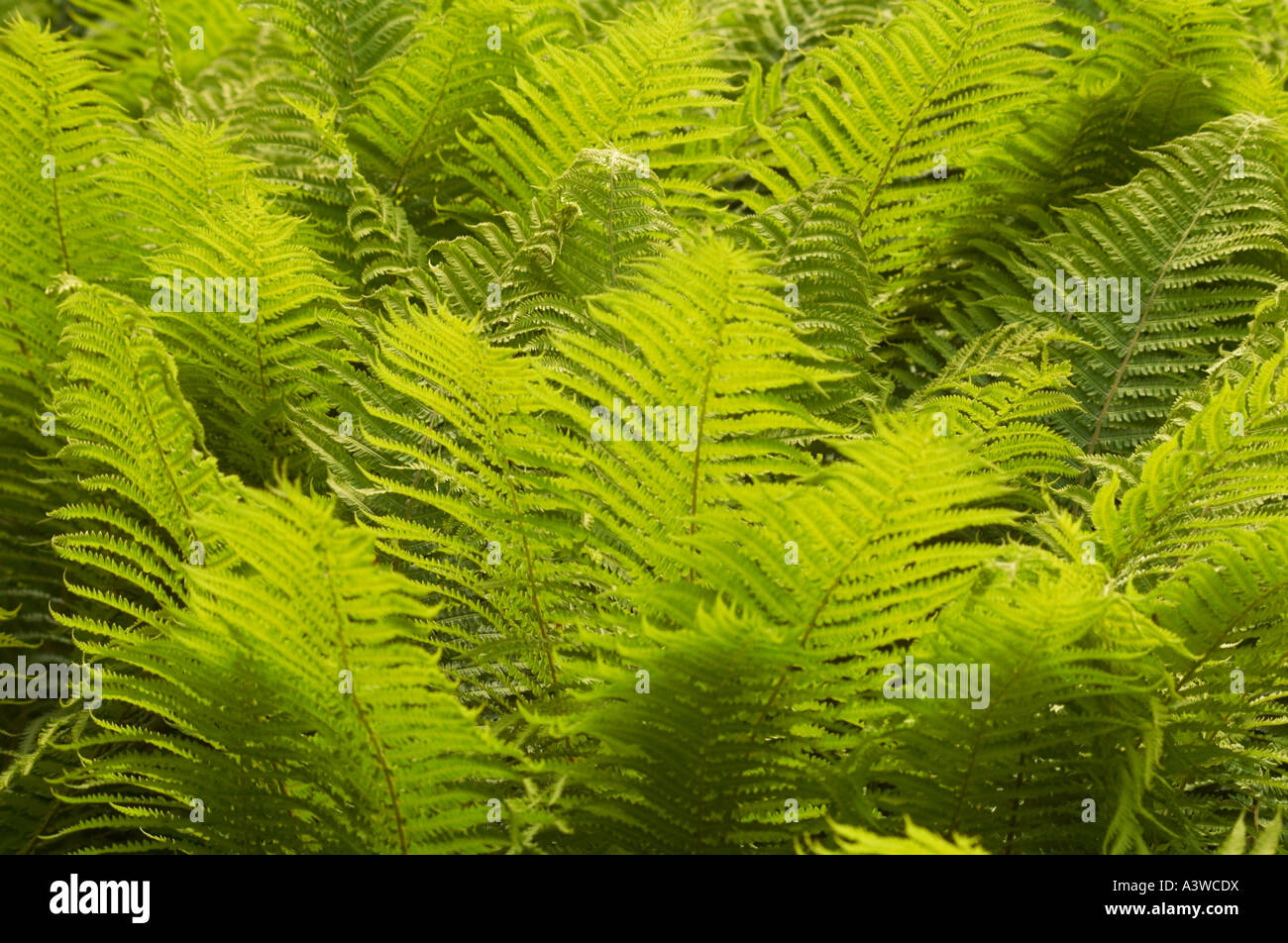 English woodland abstract hi-res stock photography and images - Alamy
