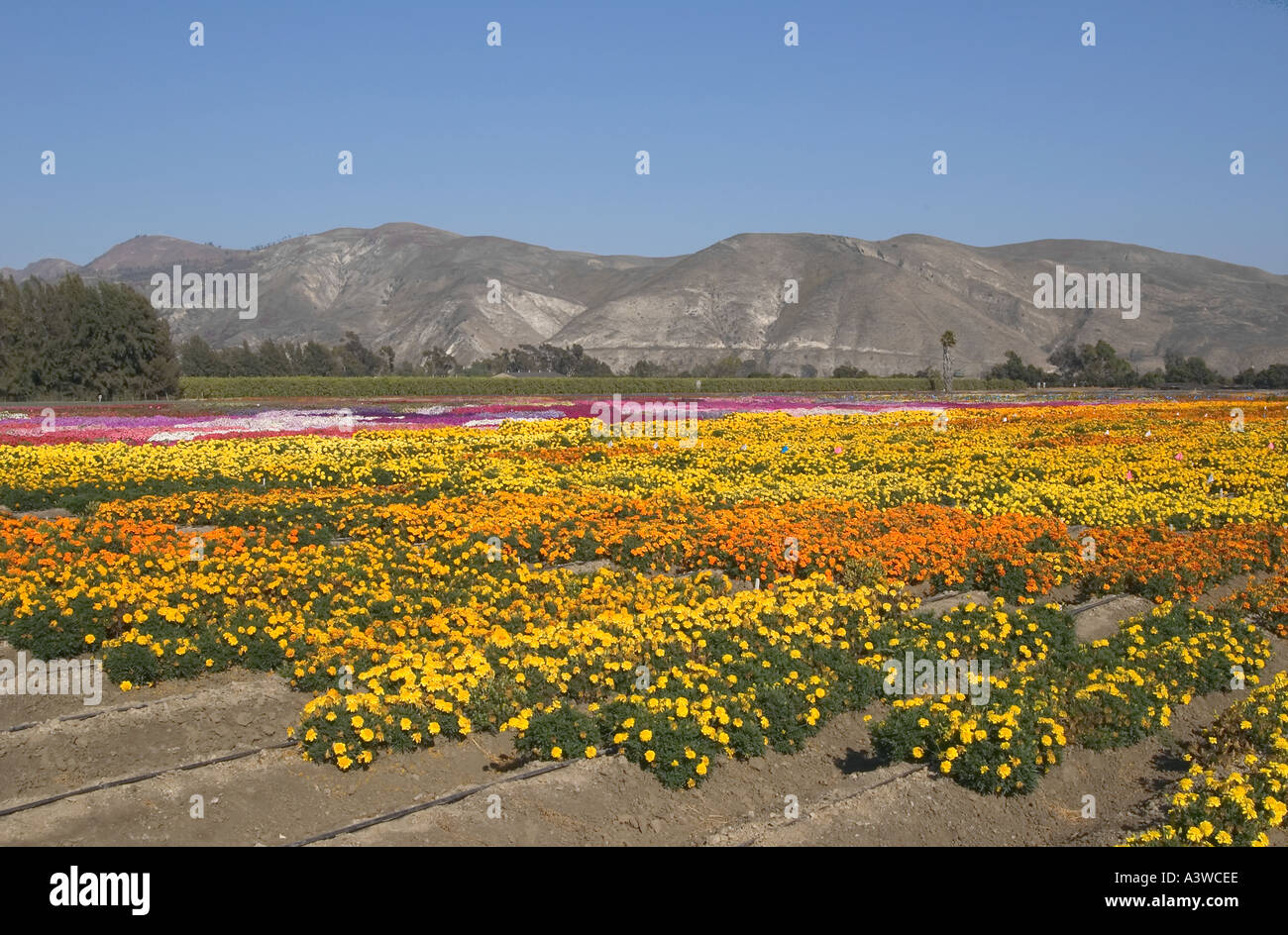 California flower farm field 1 Stock Photo - Alamy