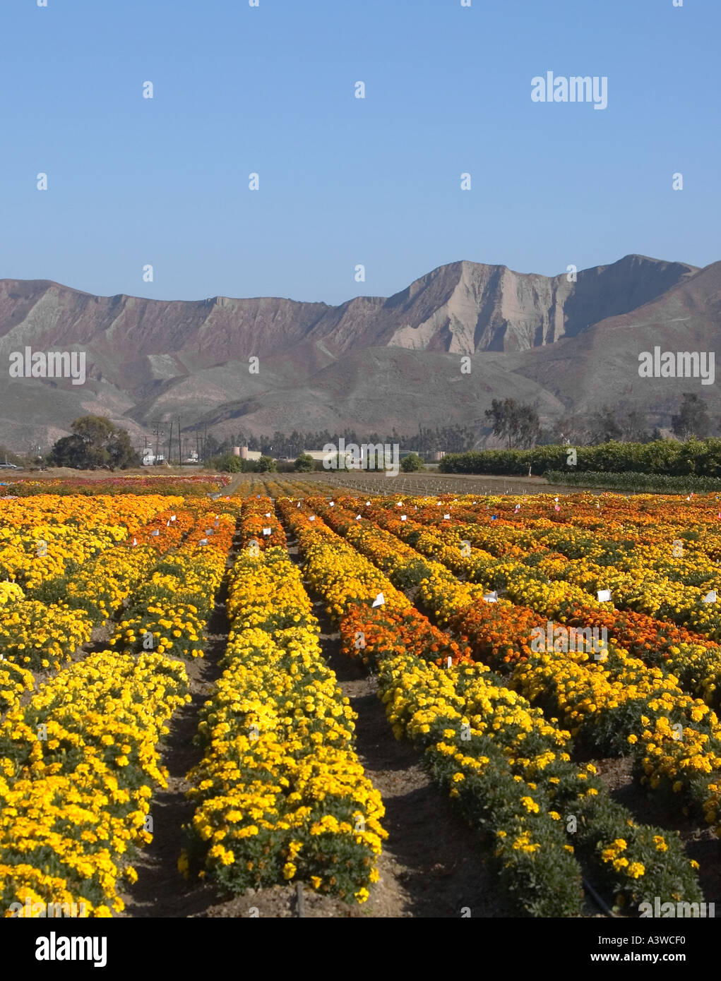 California flower farm field 2 Stock Photo - Alamy