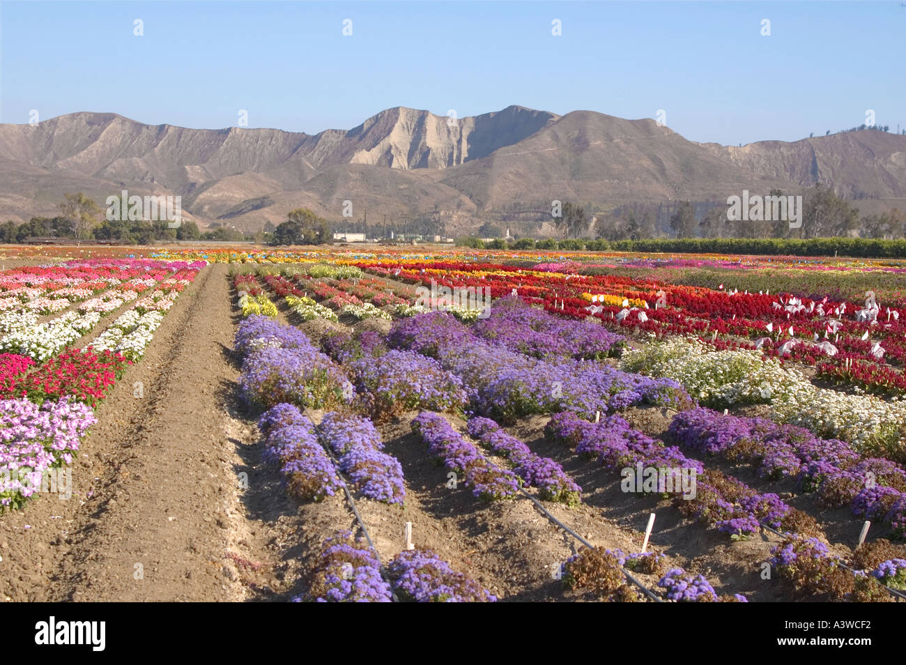 California flower farm field 3 Stock Photo - Alamy