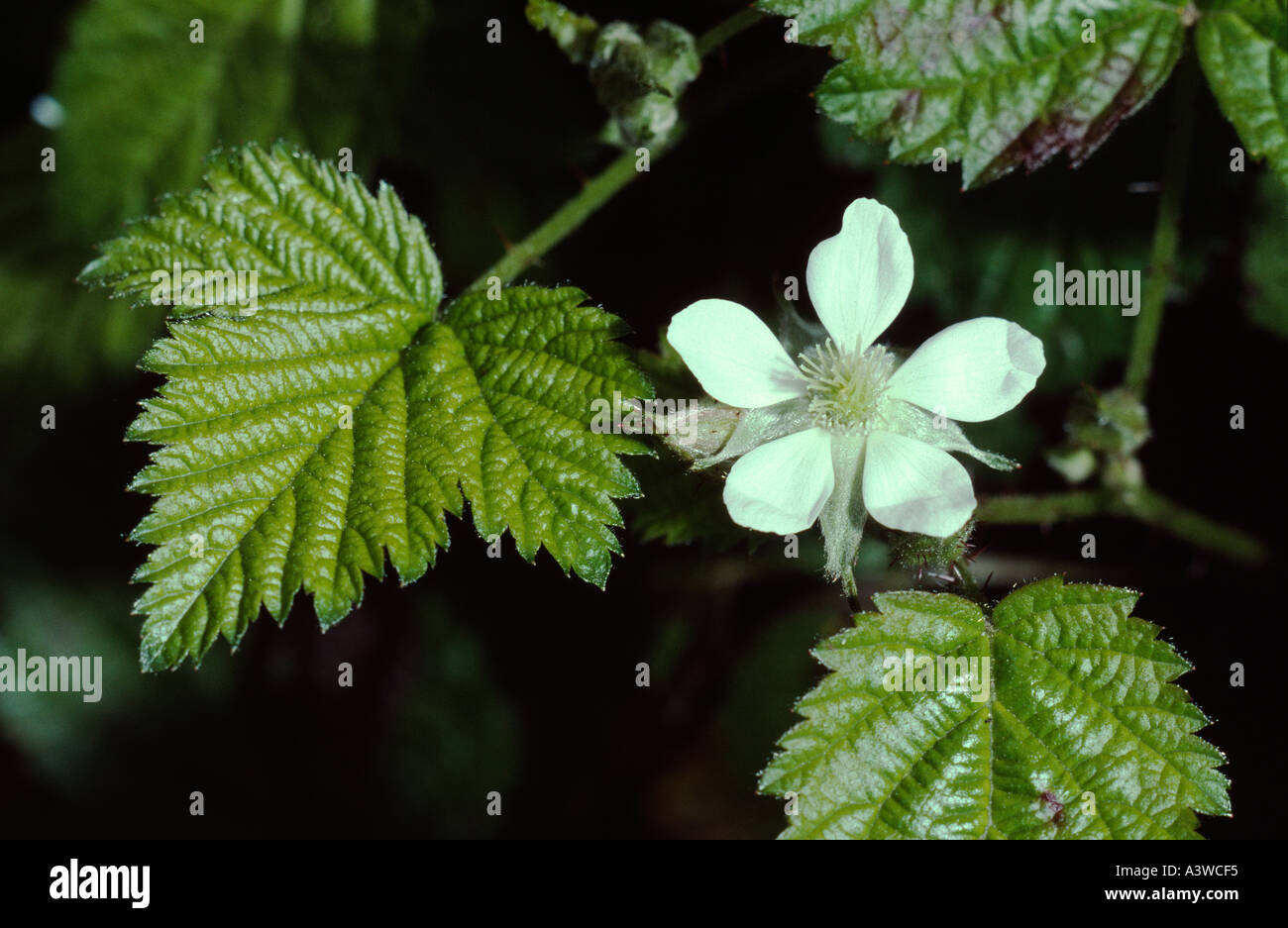 California blackberry Rubus ursinus leaves and flower Glen Park San ...