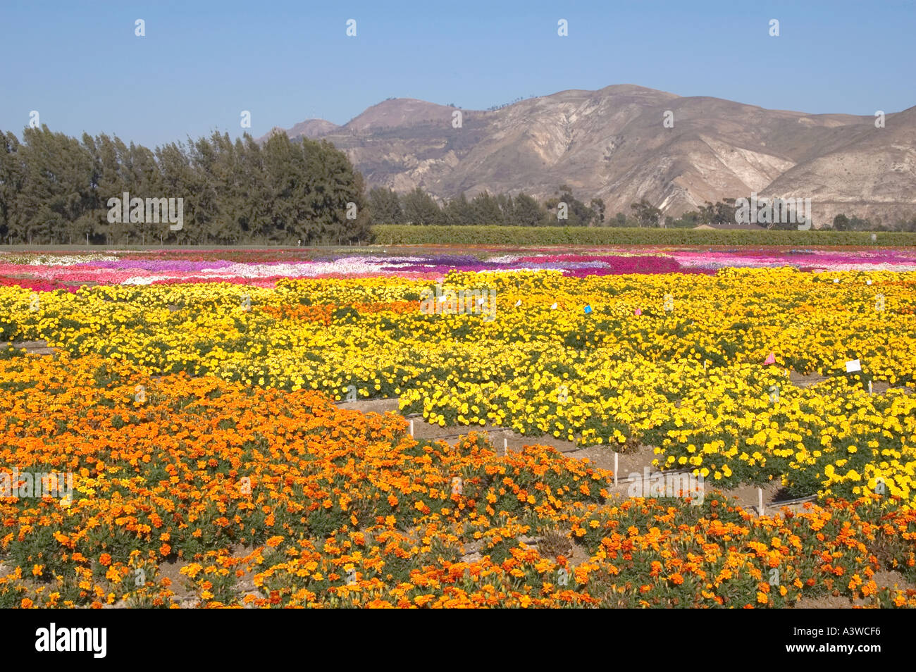 California flower farm field 5 Stock Photo - Alamy