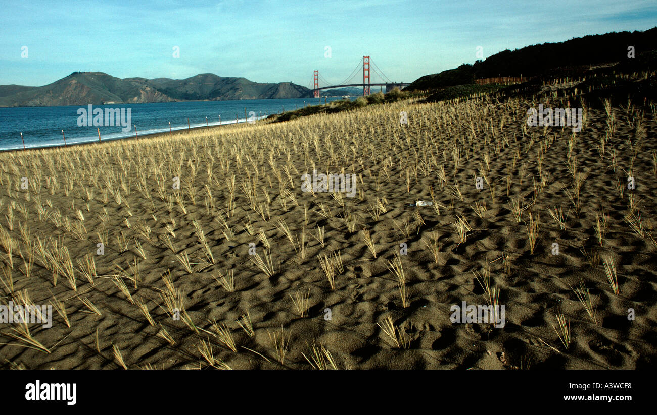 Sand dune restoration project at Baker Beach San Francicso California ...