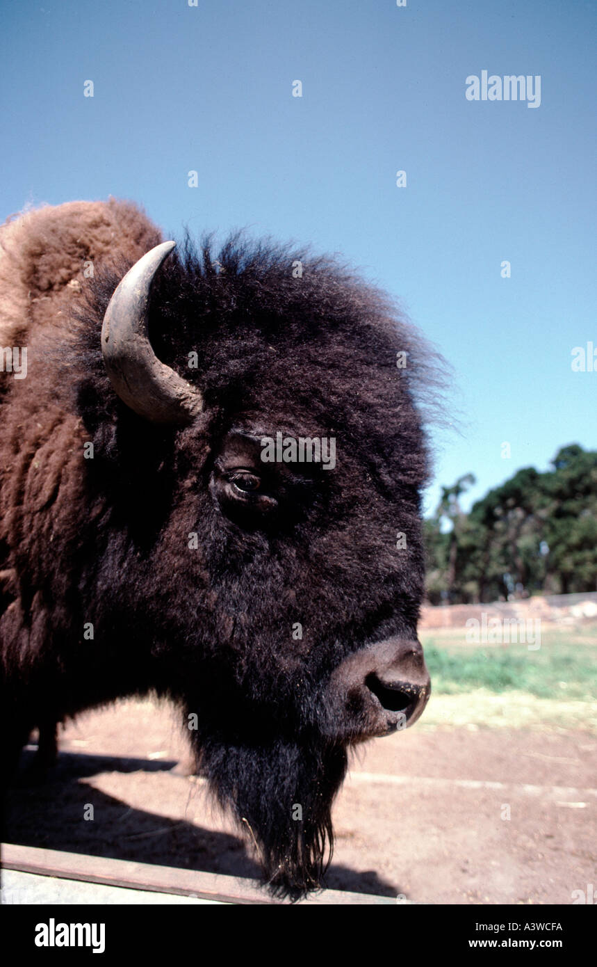 Bison male California USA Stock Photo - Alamy
