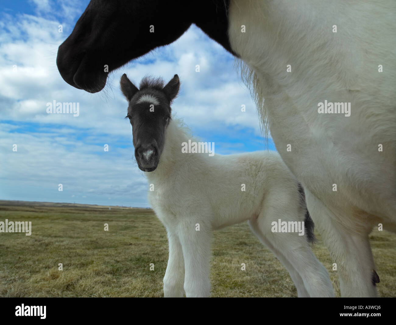 Icelandic Pure Breed Horse, Iceland Stock Photo - Alamy