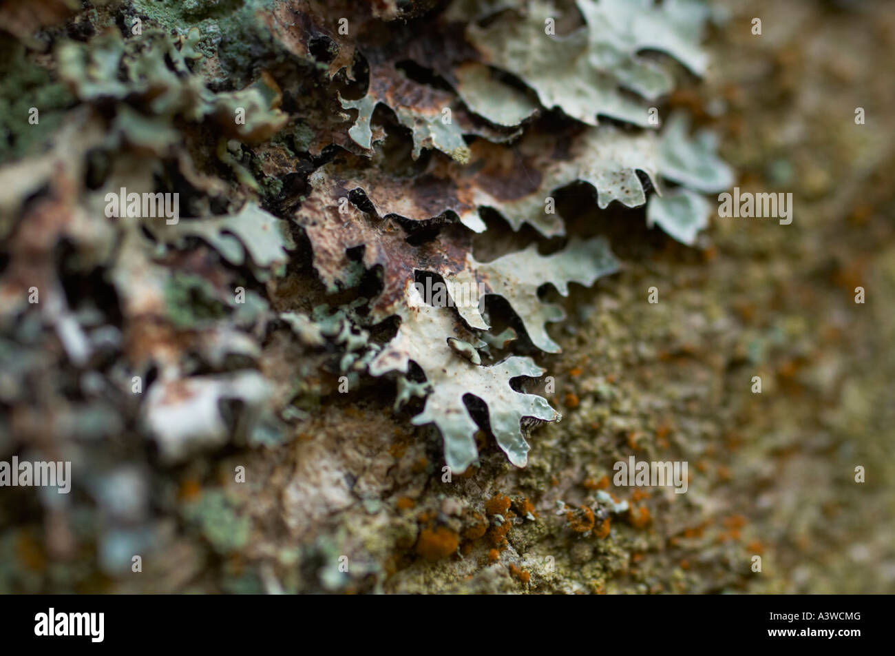 Lichen growing on a tree at Wakeurst Place Stock Photo - Alamy