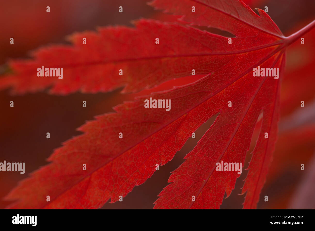 A red Japanese maple leaf Stock Photo - Alamy