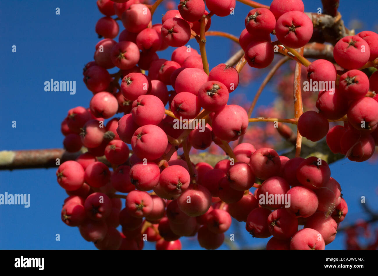Sorbus oligodonta hi-res stock photography and images - Alamy