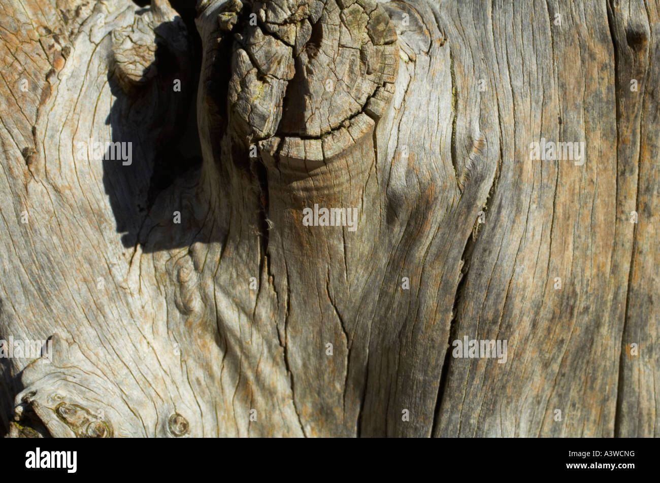 A rough, knotted trunk of a tree at Wakehurst Place Stock Photo - Alamy
