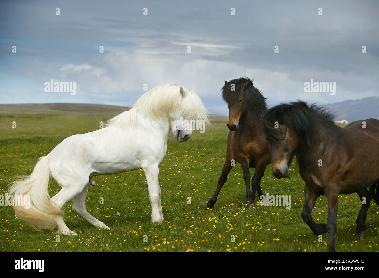Icelandic Pure Breed Horses Stock Photo - Alamy