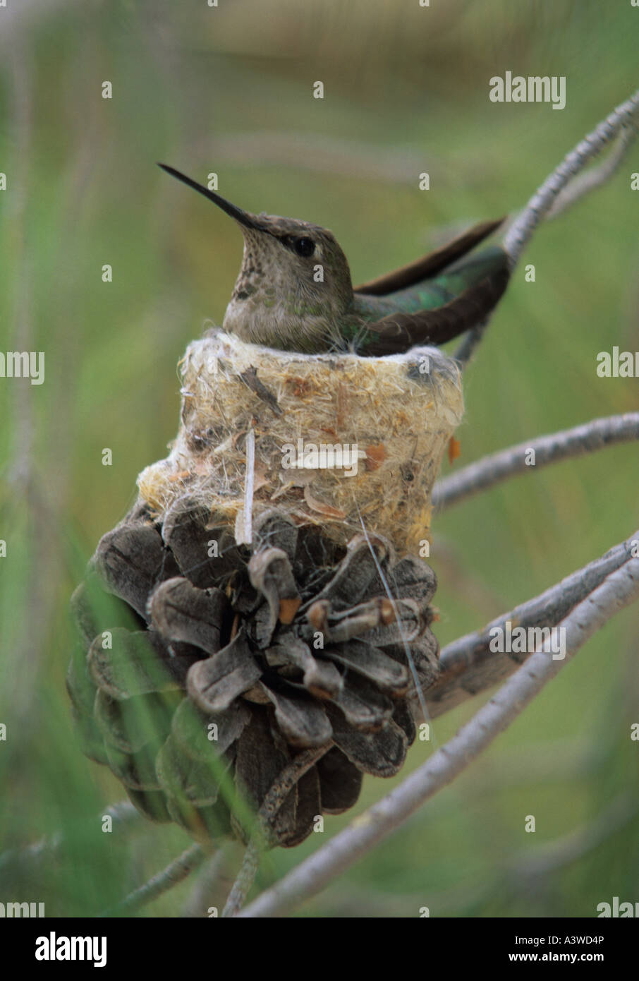 Anna s Hummingbird Calypte anna Arizona Female on nest Stock Photo - Alamy