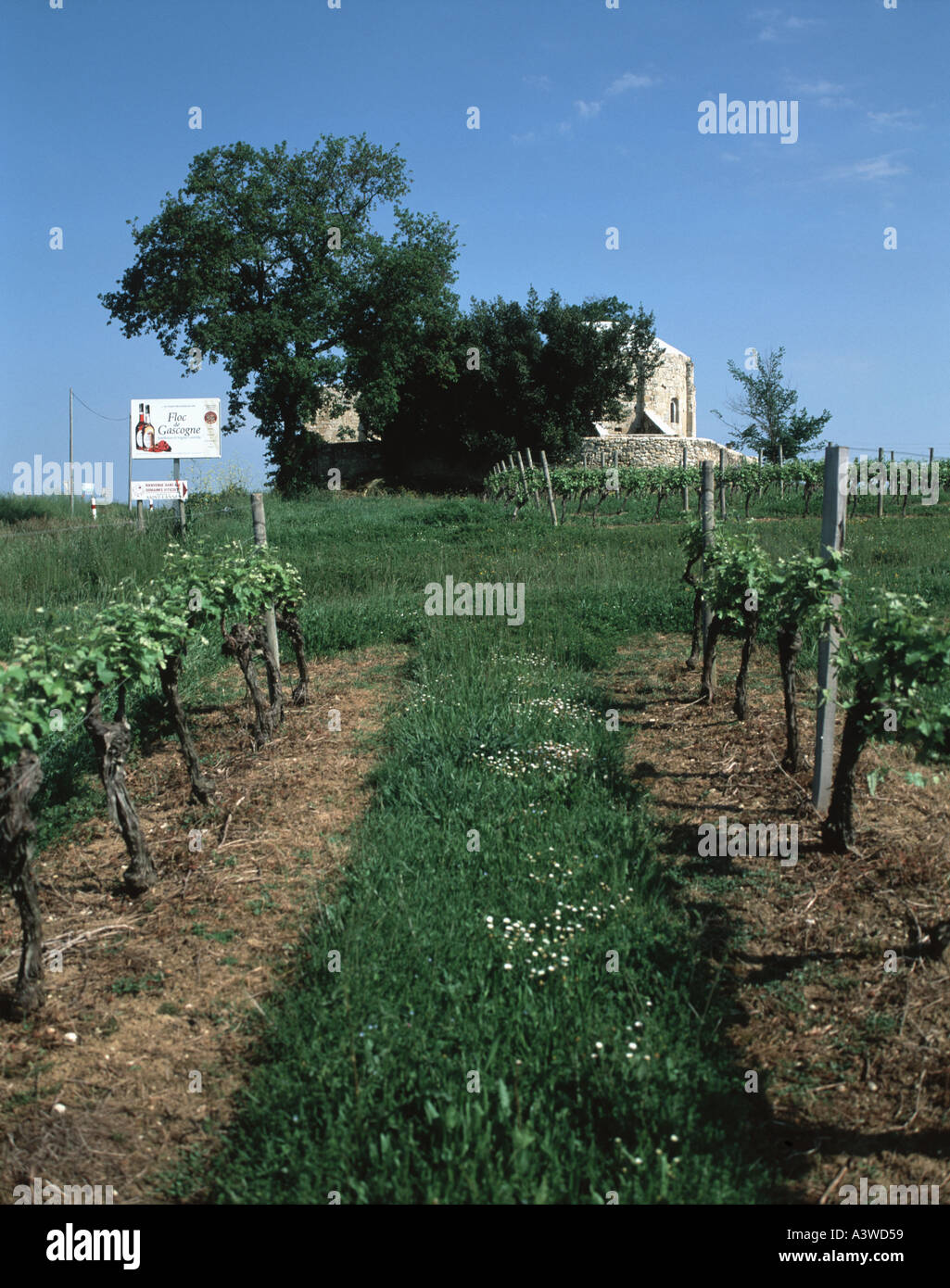 Vineyard near Vic Fezensac Stock Photo - Alamy