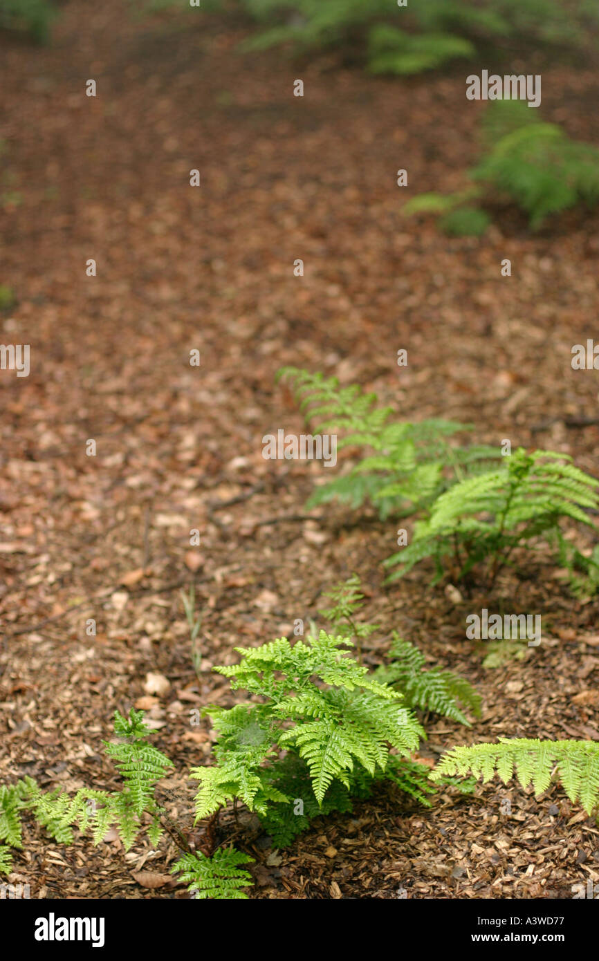 Ferns growing in Scottish woodland Stock Photo - Alamy