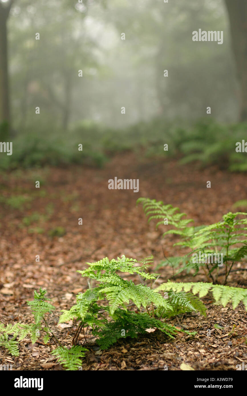 Ferns growing in Scottish woodland Stock Photo - Alamy