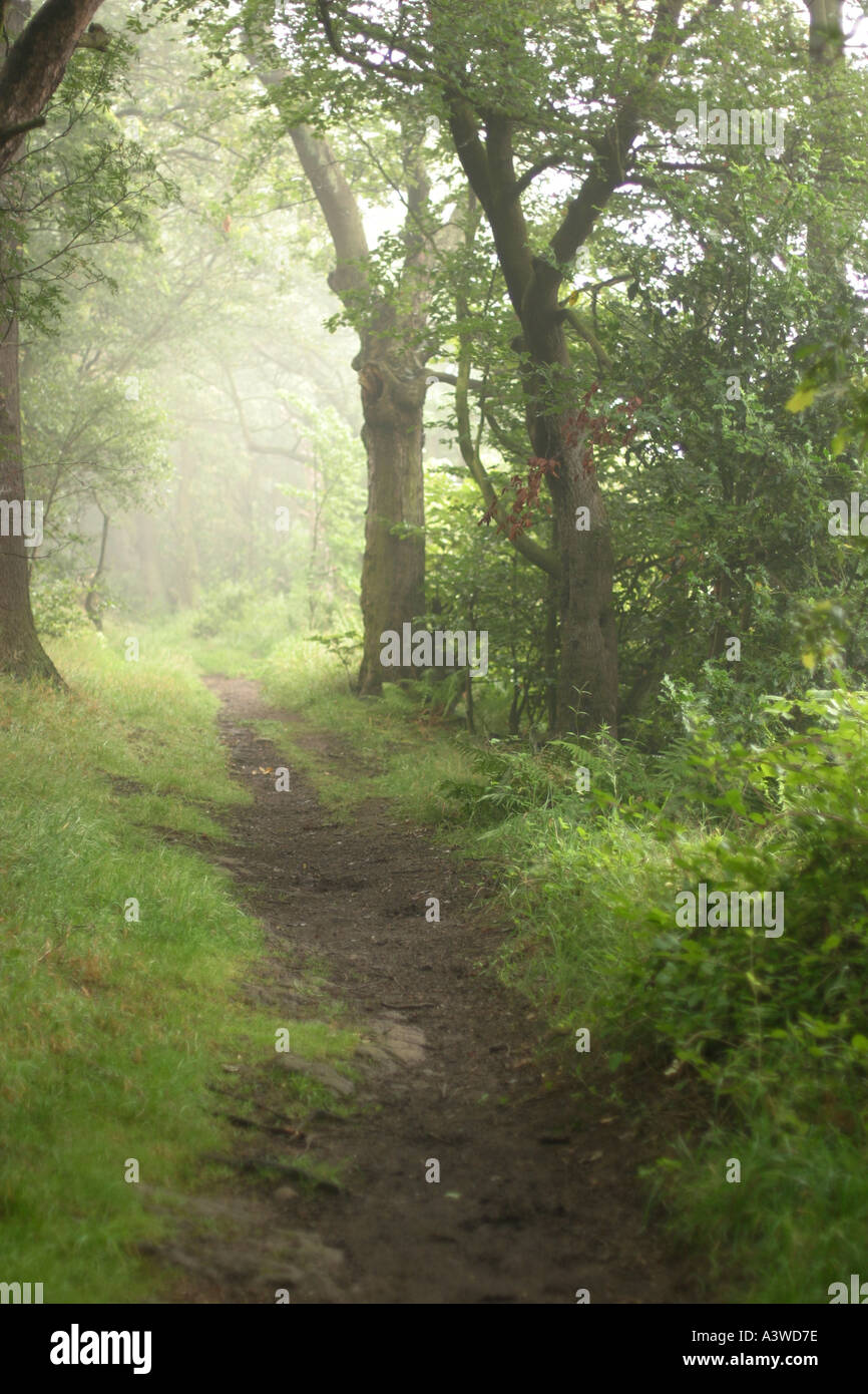 Misty forest footpath Stock Photo - Alamy
