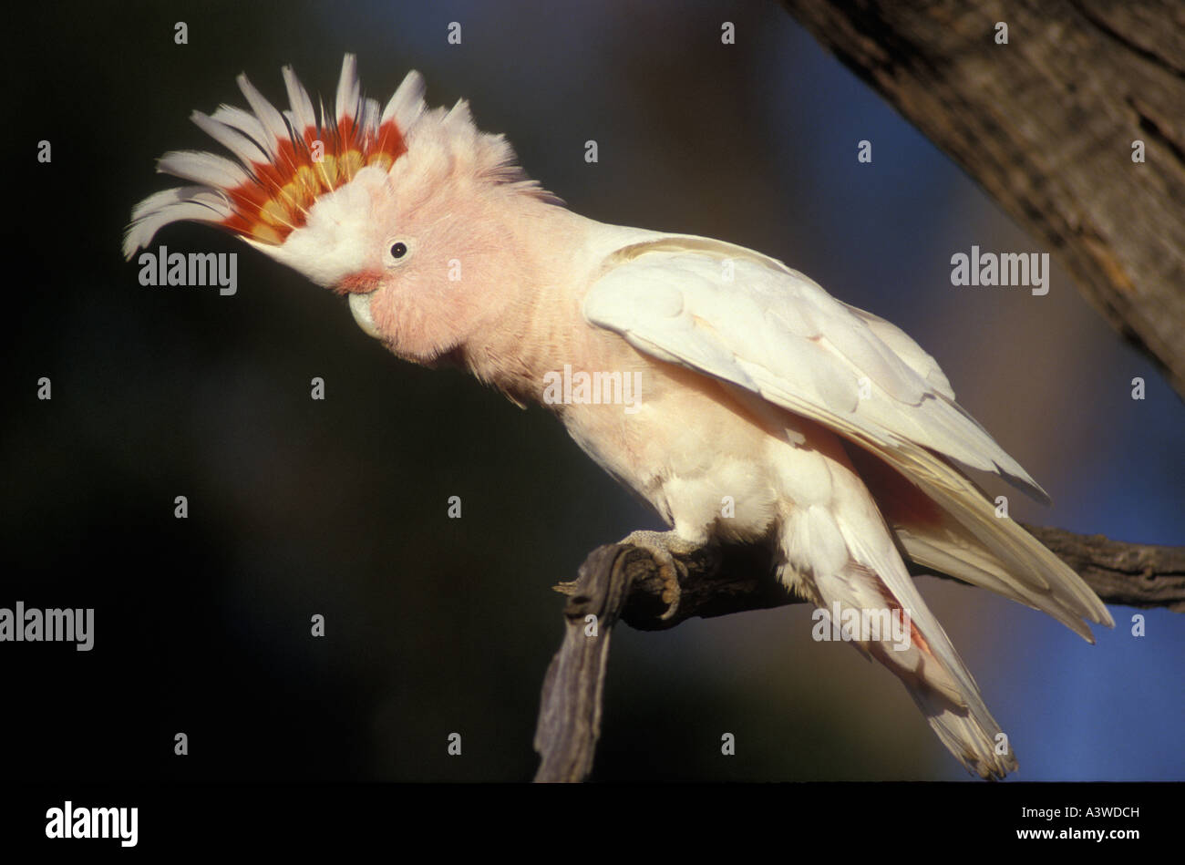 Pink Cockatoo Cacatua leadbeateri Australia Stock Photo - Alamy