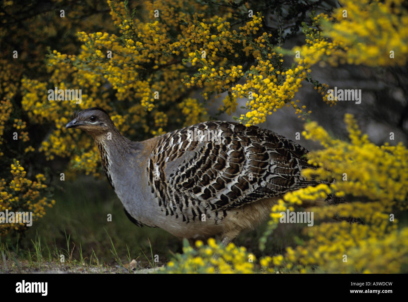 MALLEE FOWL. LEIPOA OCELLATA. AUSTRALIA Stock Photo - Alamy