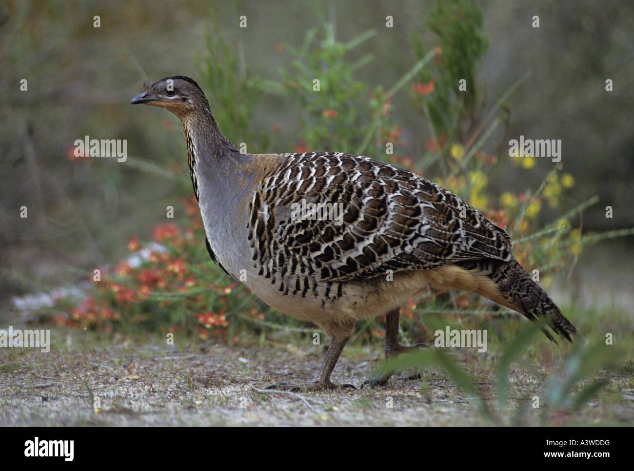 Malleefowl australia hi-res stock photography and images - Alamy