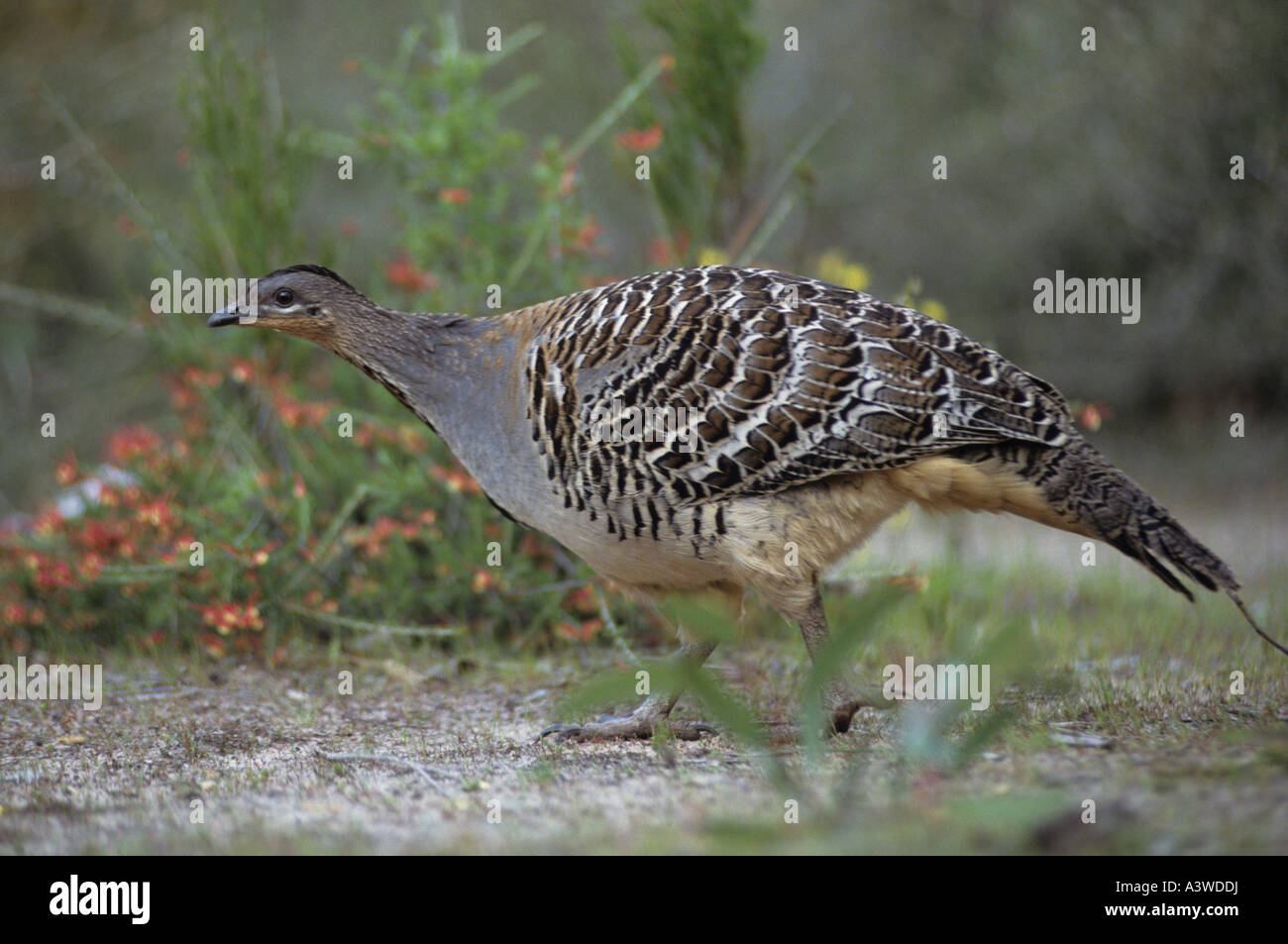 Malleefowl hi-res stock photography and images - Alamy
