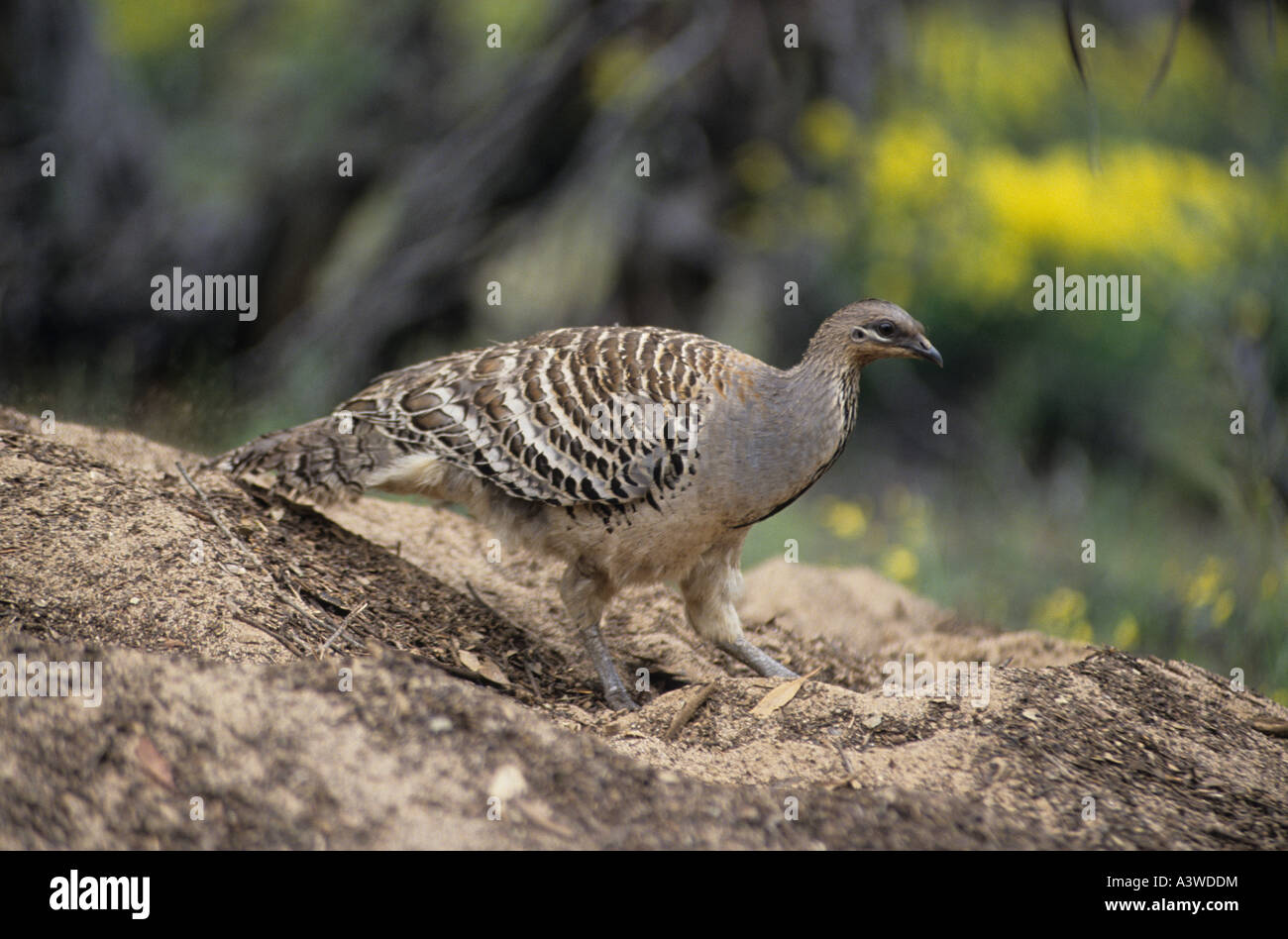 MALLEE FOWL. LEIPOA OCELLATA. AUSTRALIA, regulating temperature of nest ...