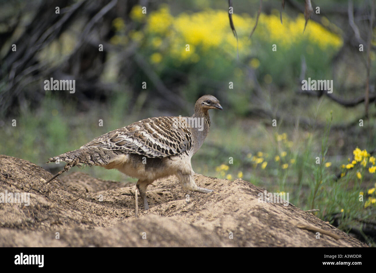Mallee fowl nest hi-res stock photography and images - Alamy