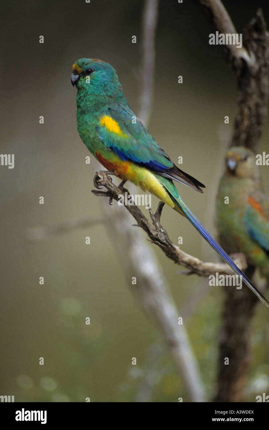 Mulgas hi-res stock photography and images - Alamy