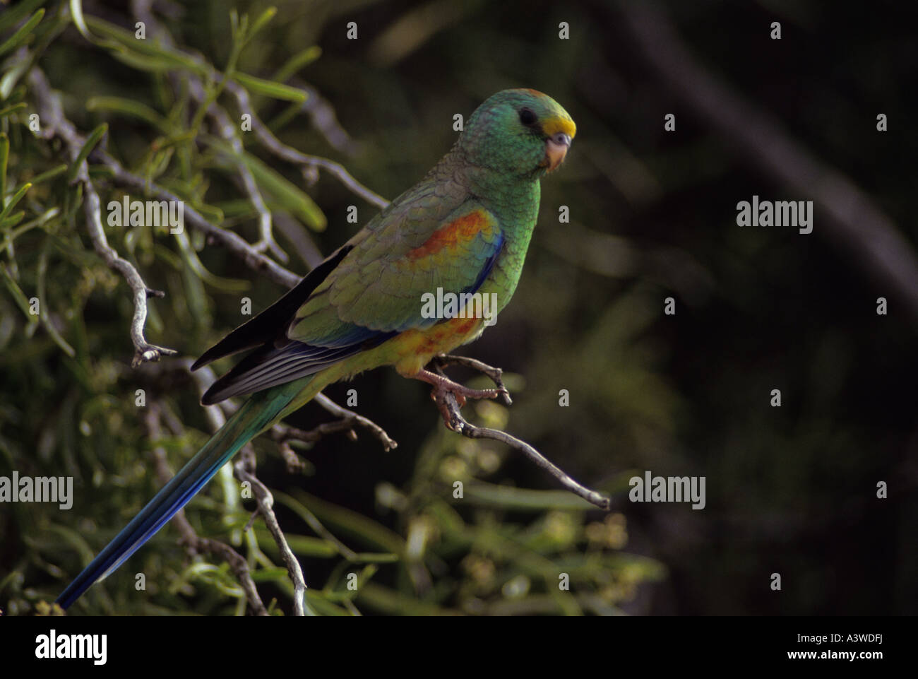 Mulga parrots hi-res stock photography and images - Alamy