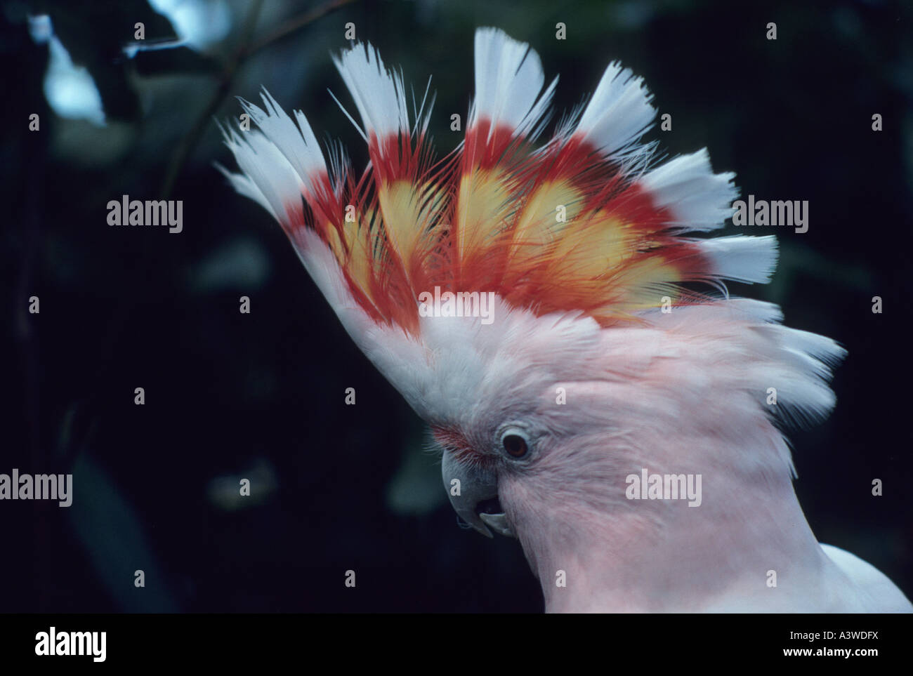 Pink Cockatoo Cacatua leadbeateri Australia Stock Photo - Alamy