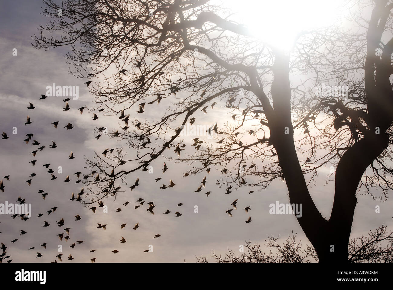 A Tree With a Flock Of Migrating Birds and Sunlight Stock Photo - Alamy