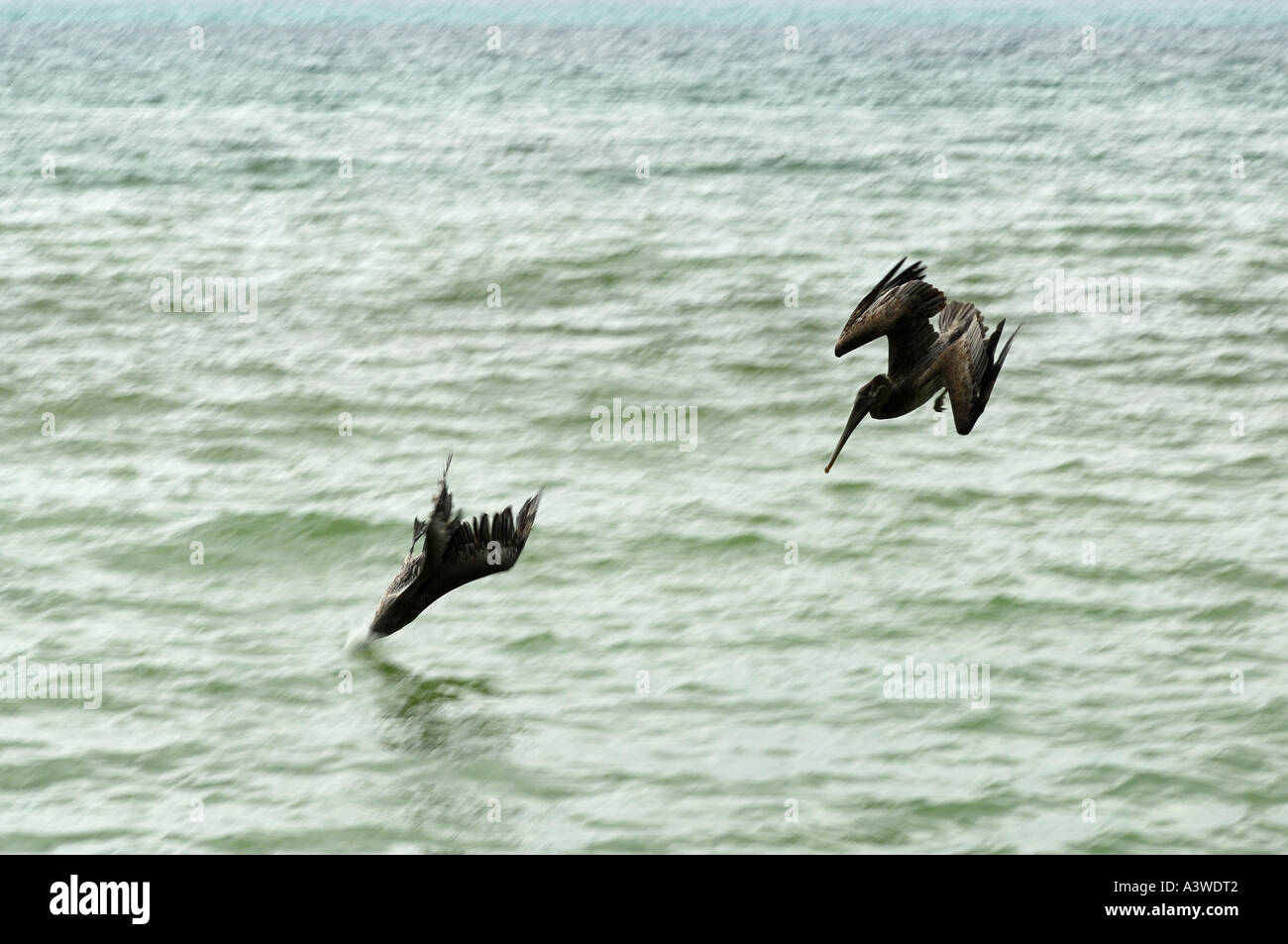 Rasta bird hi-res stock photography and images - Alamy