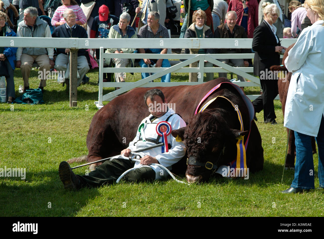 Lincoln red cattle hi-res stock photography and images - Alamy