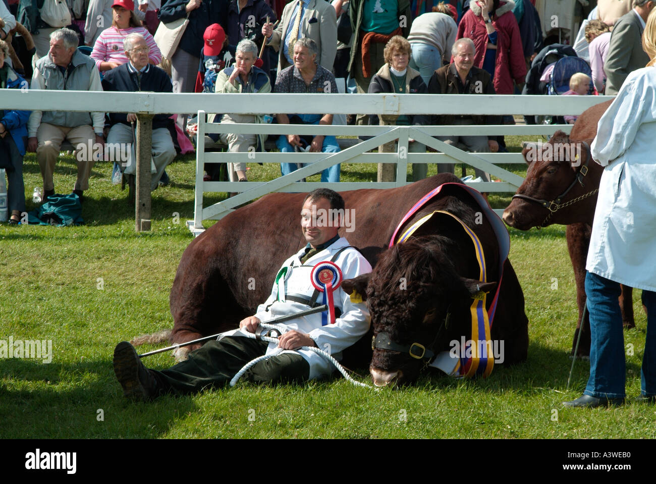 Lincoln red cattle hi-res stock photography and images - Alamy