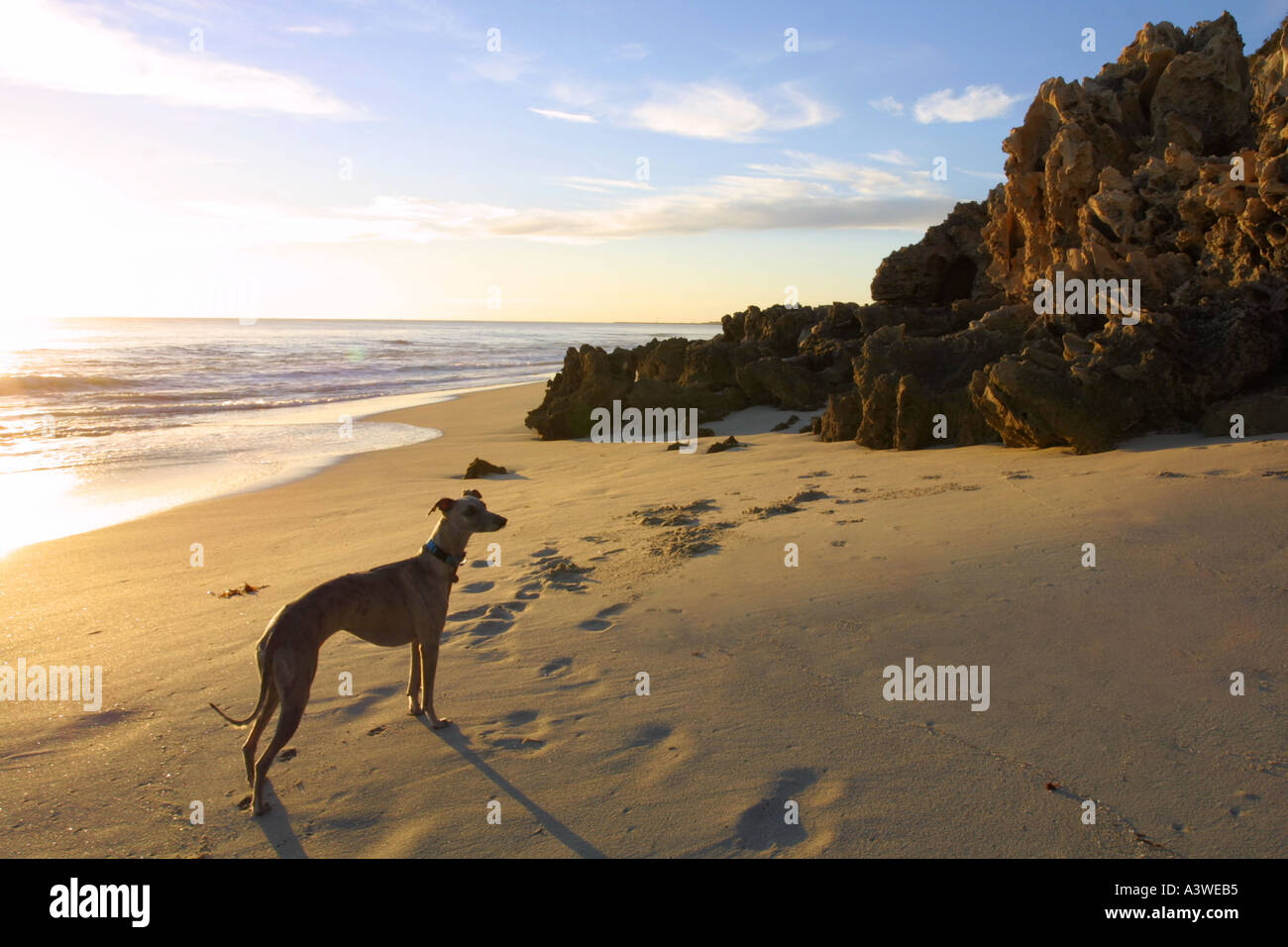 Whippet silhouette hi-res stock photography and images - Alamy