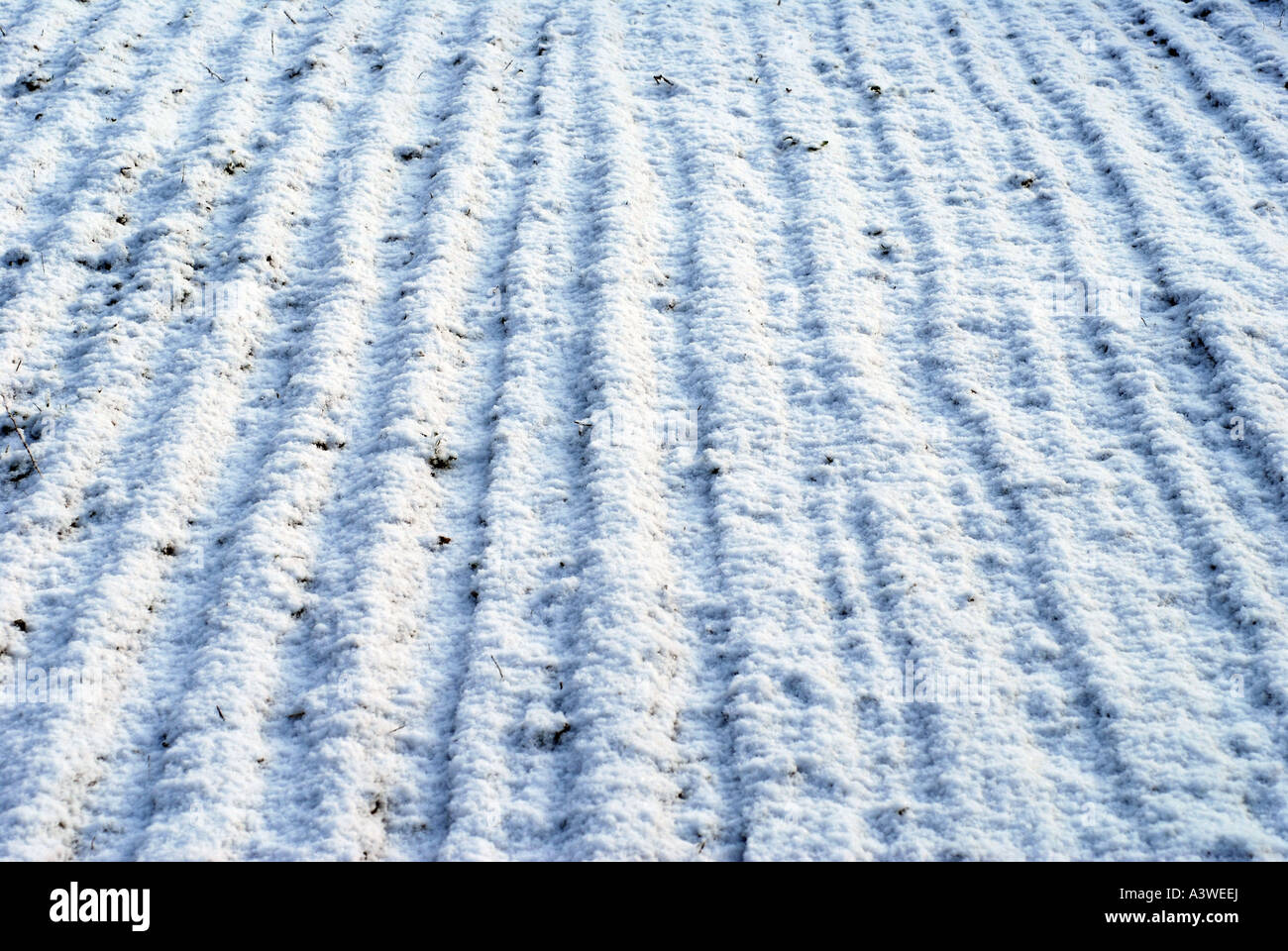 Photo of snow covering soil on a South Carolina farm during a Rare ...