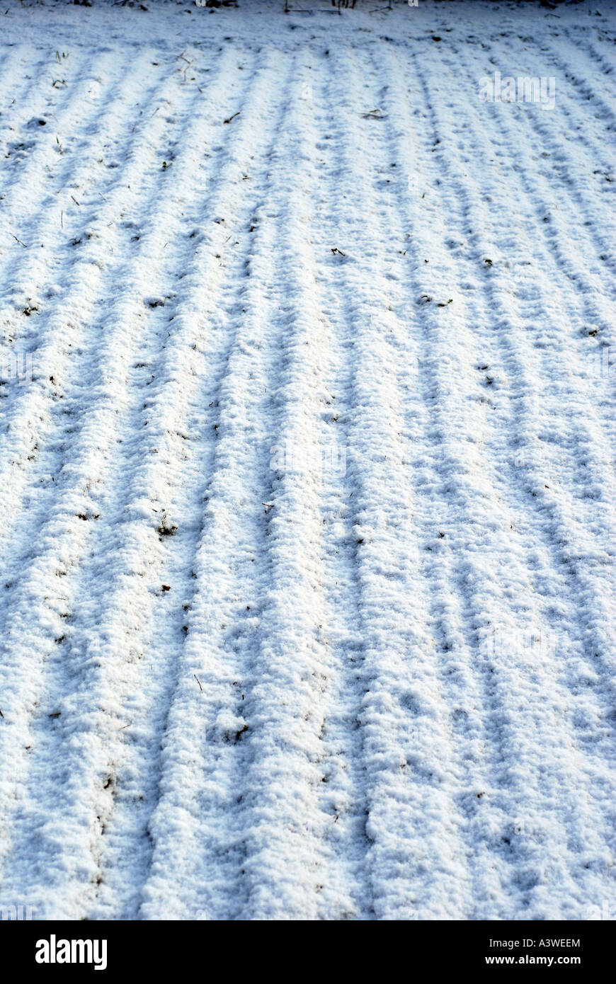 Photo of snow covering soil on a South Carolina farm during a Rare ...