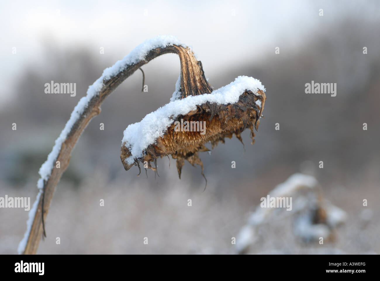 Snow winter sunflowers hi-res stock photography and images - Alamy
