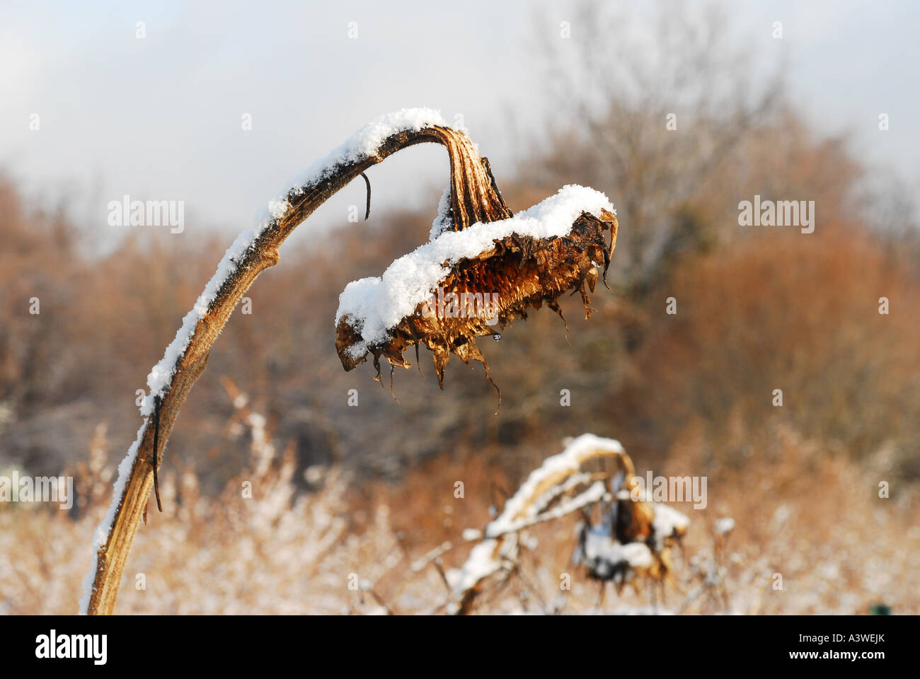 Sunflowers snow winter hi-res stock photography and images - Alamy