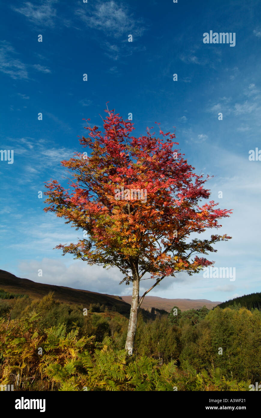 Scottish silver birch hi-res stock photography and images - Alamy