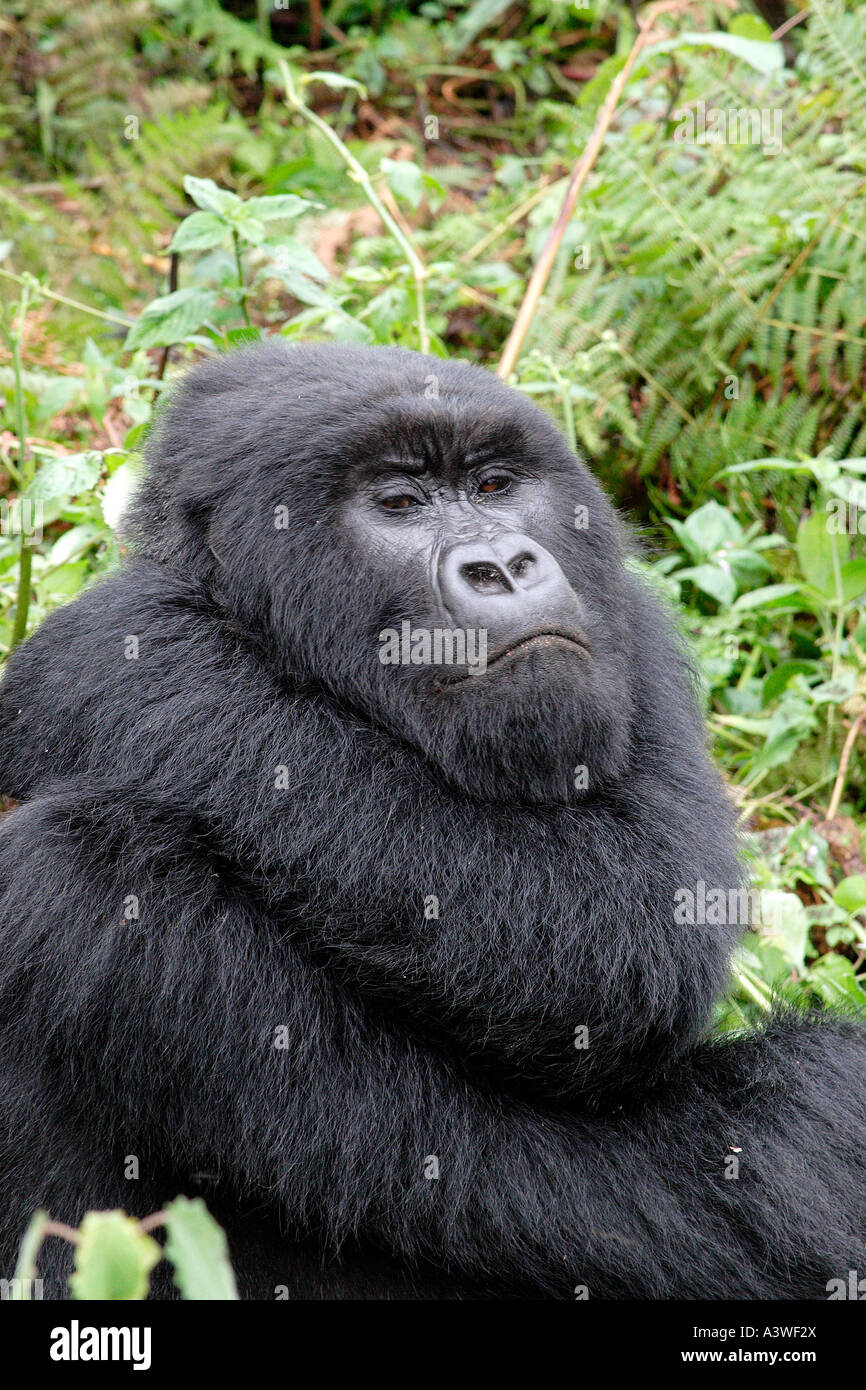 Gorilla gorilla gorilla beringei Volcanoes National Park Rwanda ...