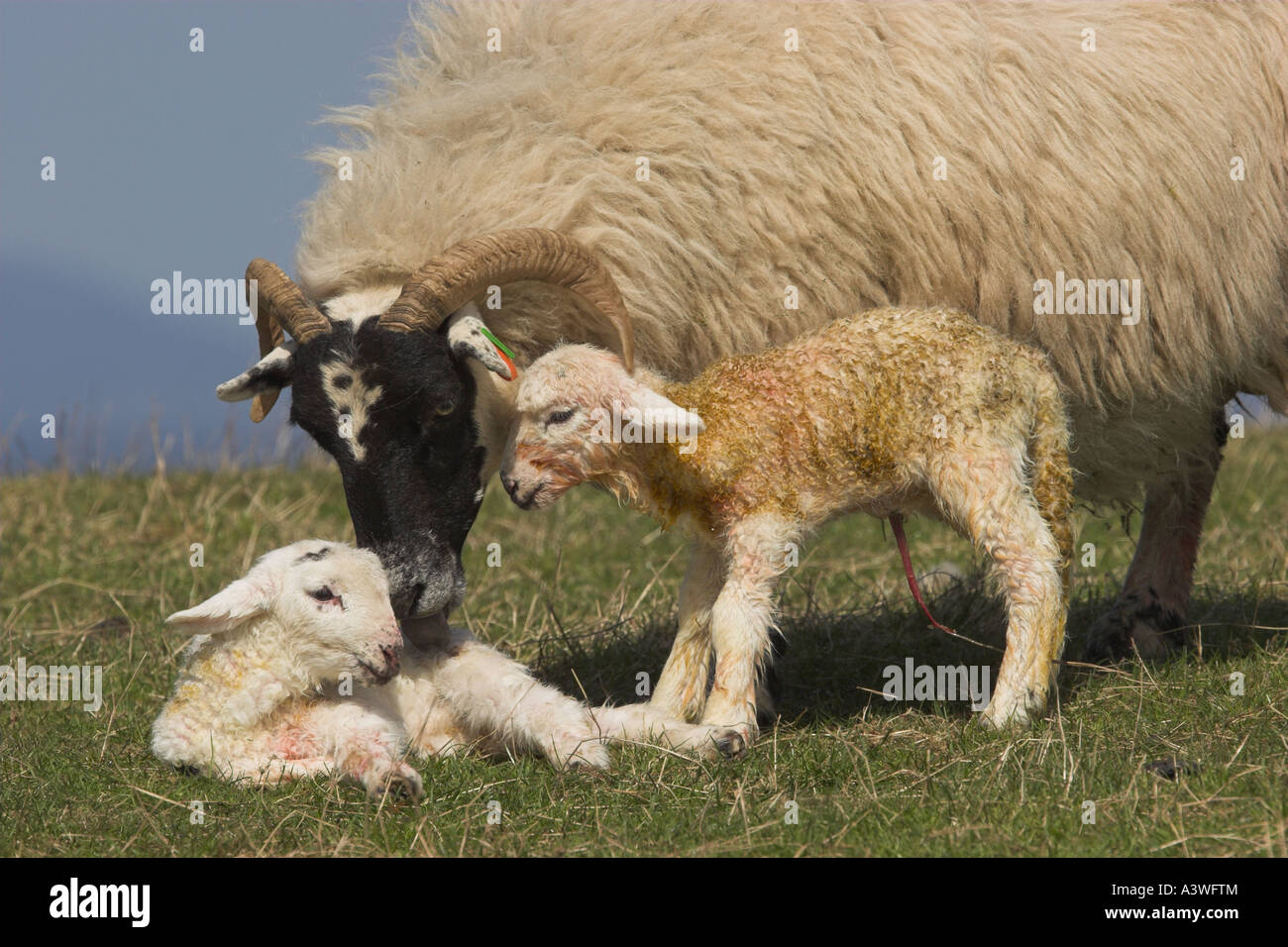 Domestic sheep Blackface with newborn lambs Inverness shire Highland ...